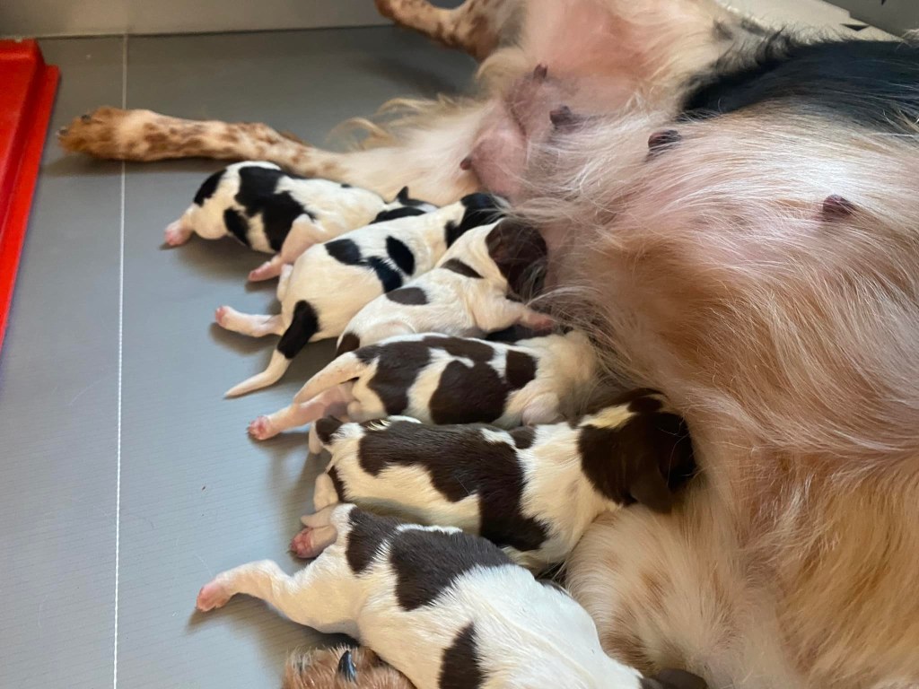 Puppies – Hannahatchee Kennels